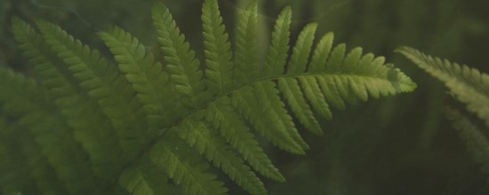 Scope Explorer - Scope Group